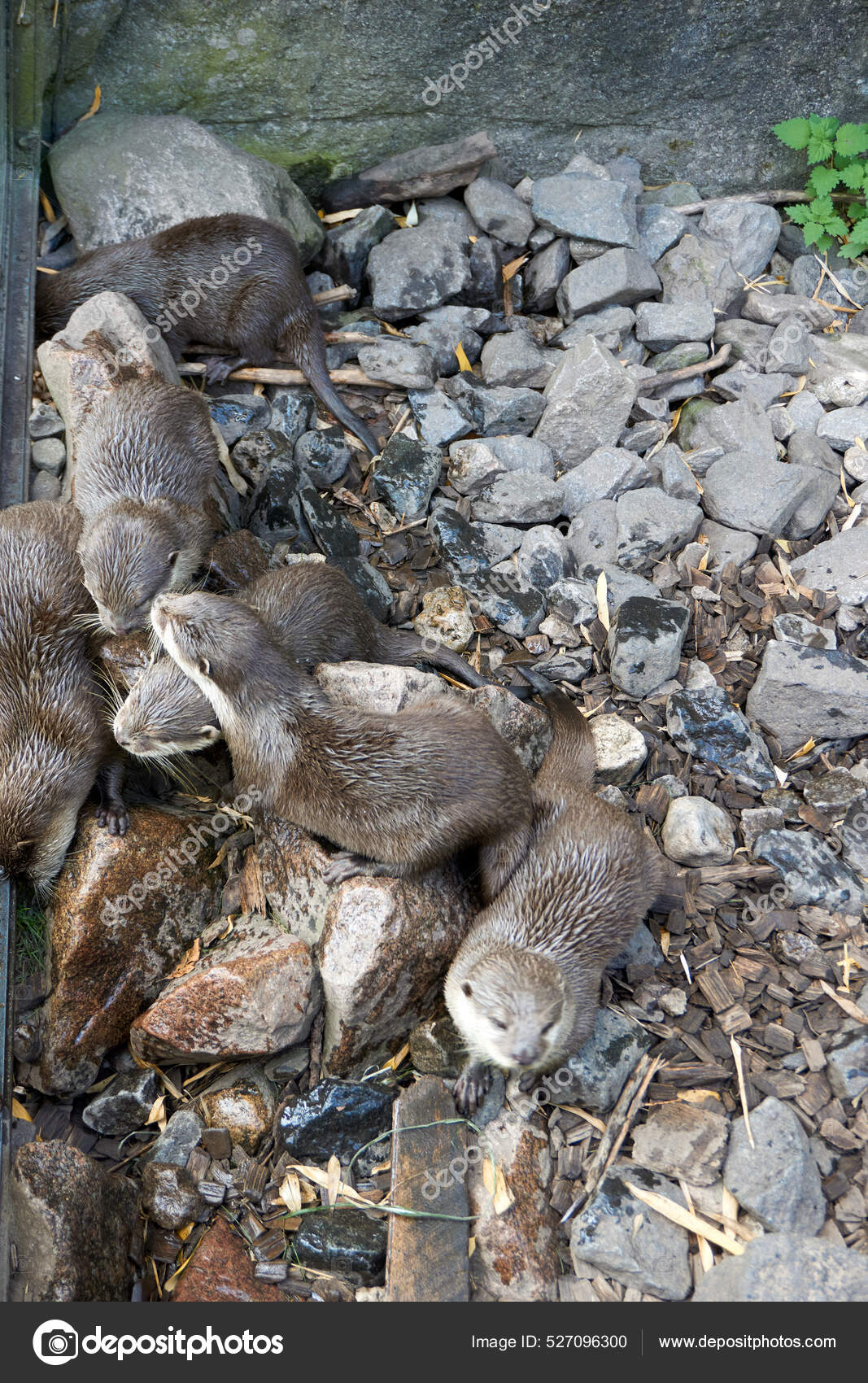 Close Group Rodents Stony Ground Small Stone — Stock Photo © Wirestock ...