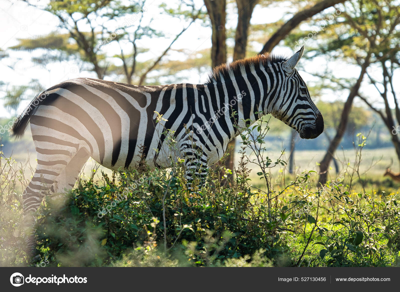 Zebra Natural Habitat