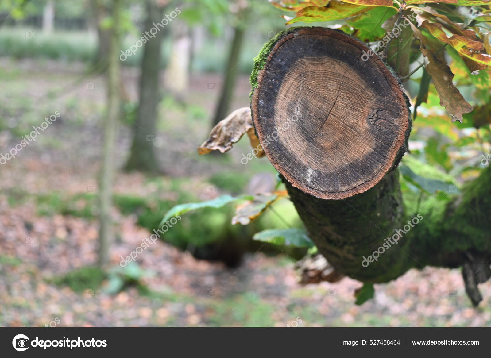 Closeup Shot Cut Tree Branch — Stock Photo © Wirestock #527458464