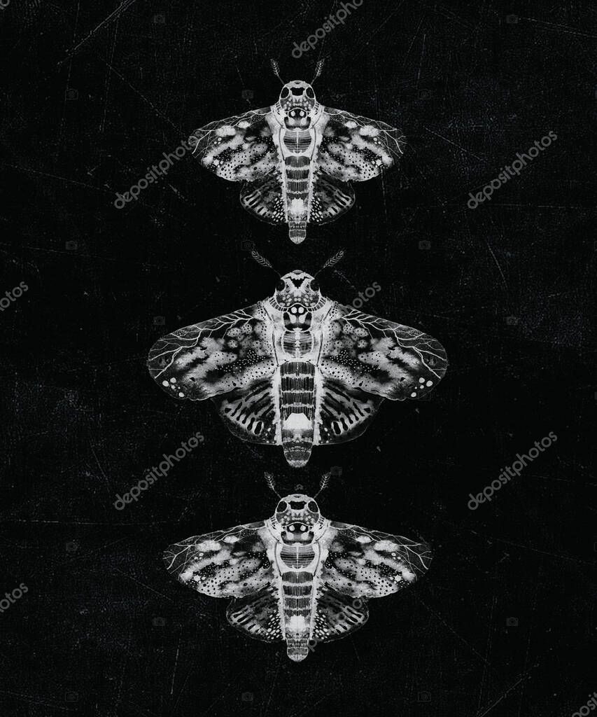 Un diseño de The Hawk Moth Spirit Guide, Magic, un símbolo de la muerte ...