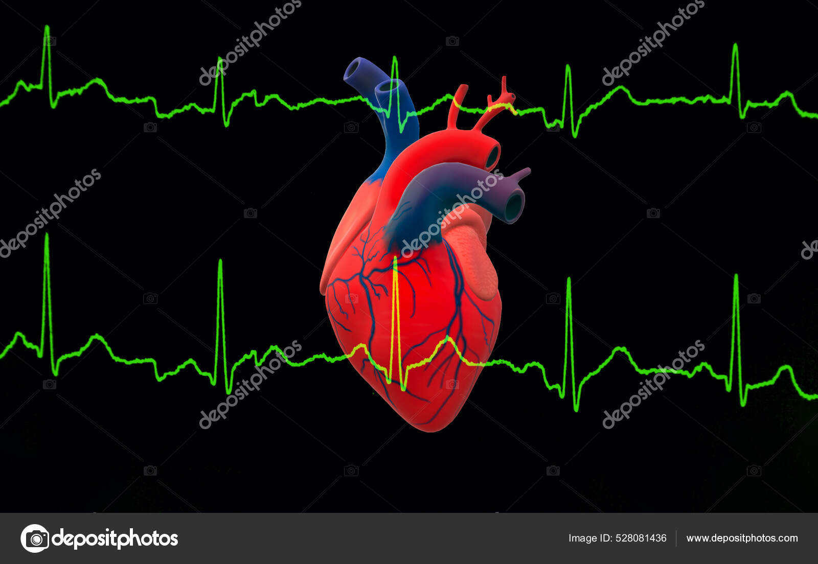 Una Ilustración Del Electrocardiograma Ecg Anatomía Del Corazón Humano ...