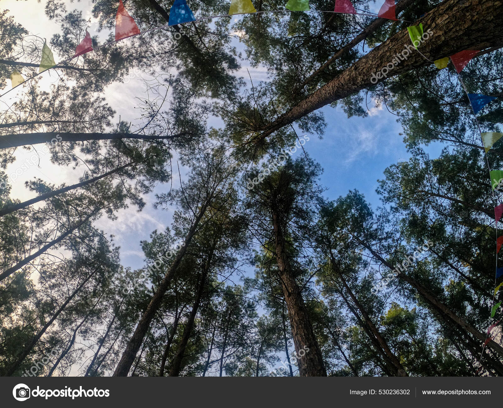 Low Angle Shot Pine Trees Blue Sky Background — Stock Photo © Wirestock ...