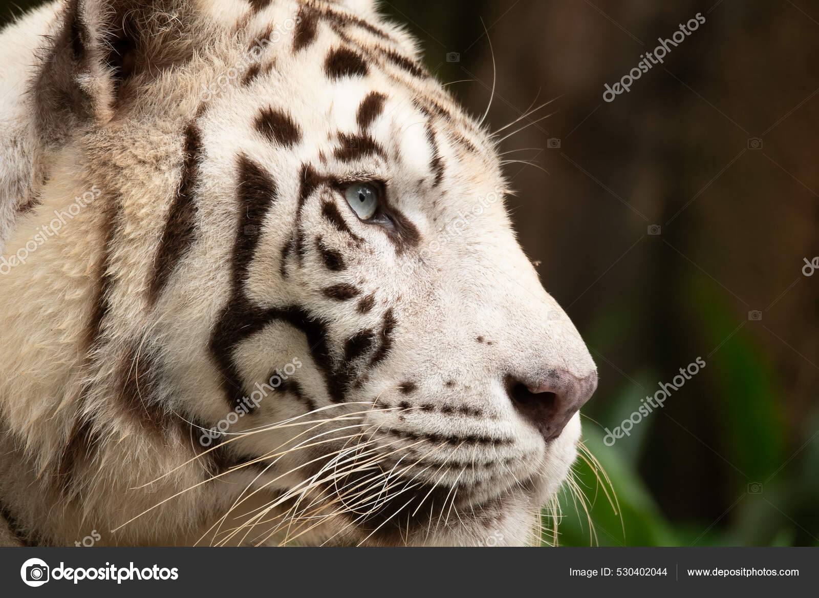 White Tiger Face Side
