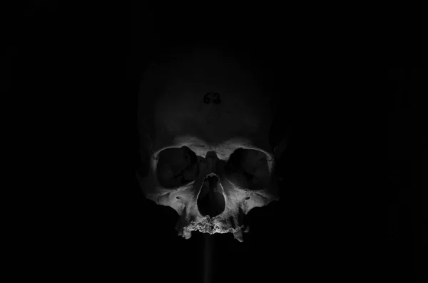 Human skull Stock Photos, Royalty Free Human skull Images | Depositphotos