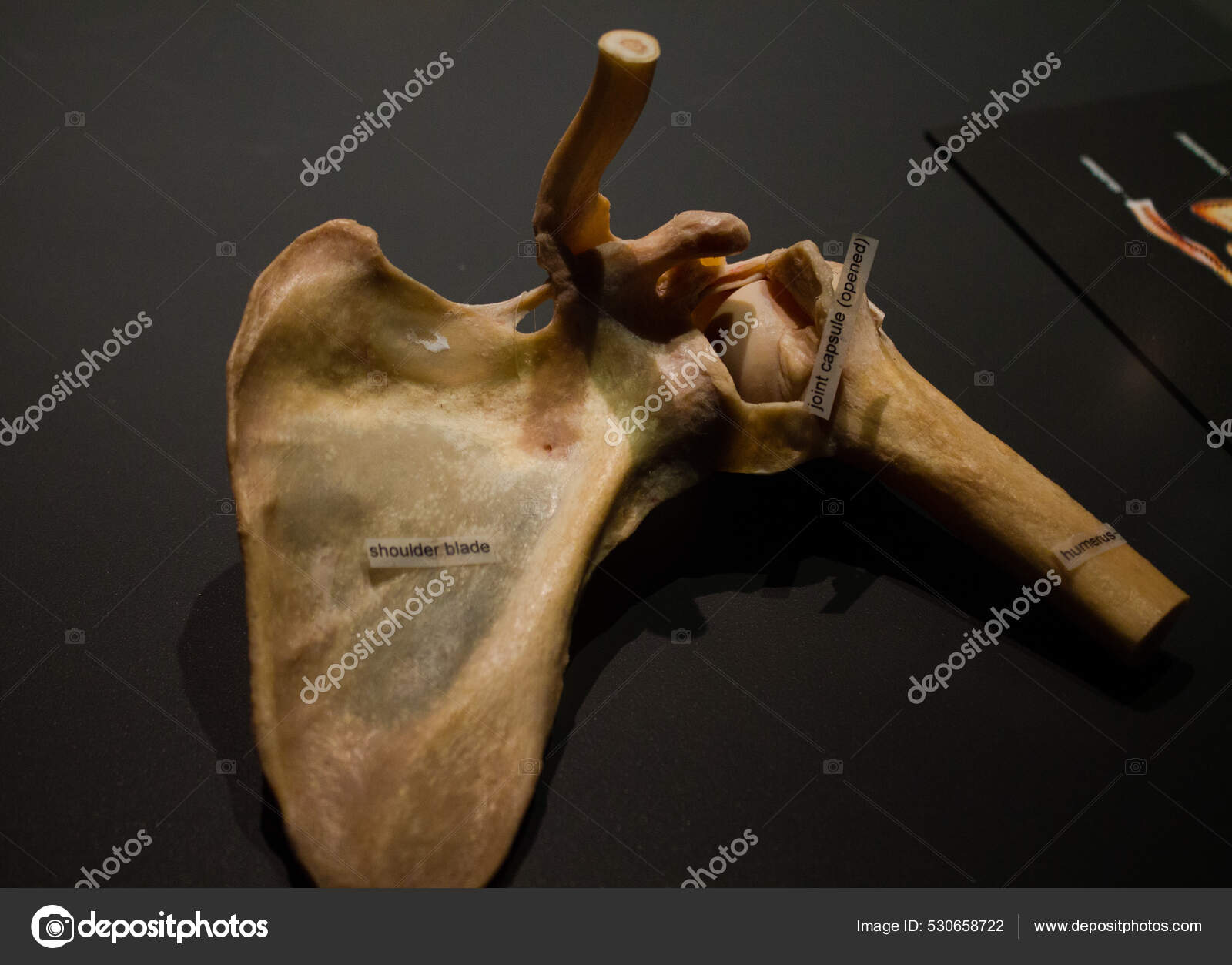 Scapula Shoulder Blade Large Triangular Shaped Bone Lies Upper Back ...