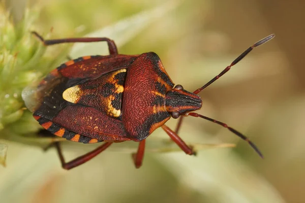 Close up images of pyrrhocoris apterus Stock Photos, Royalty Free Close ...
