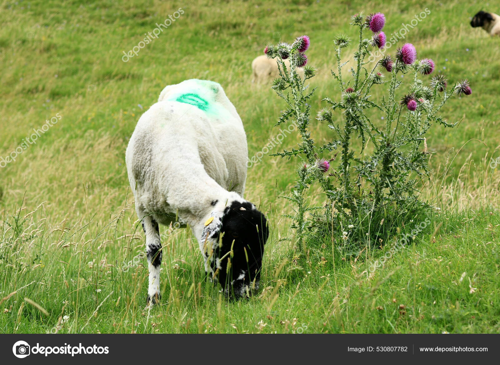 Sheep Grazing Pasture Castleton Peak District National Park — Stock ...