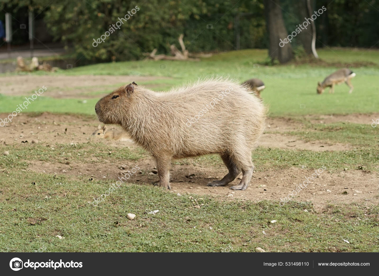 Wild Capybara