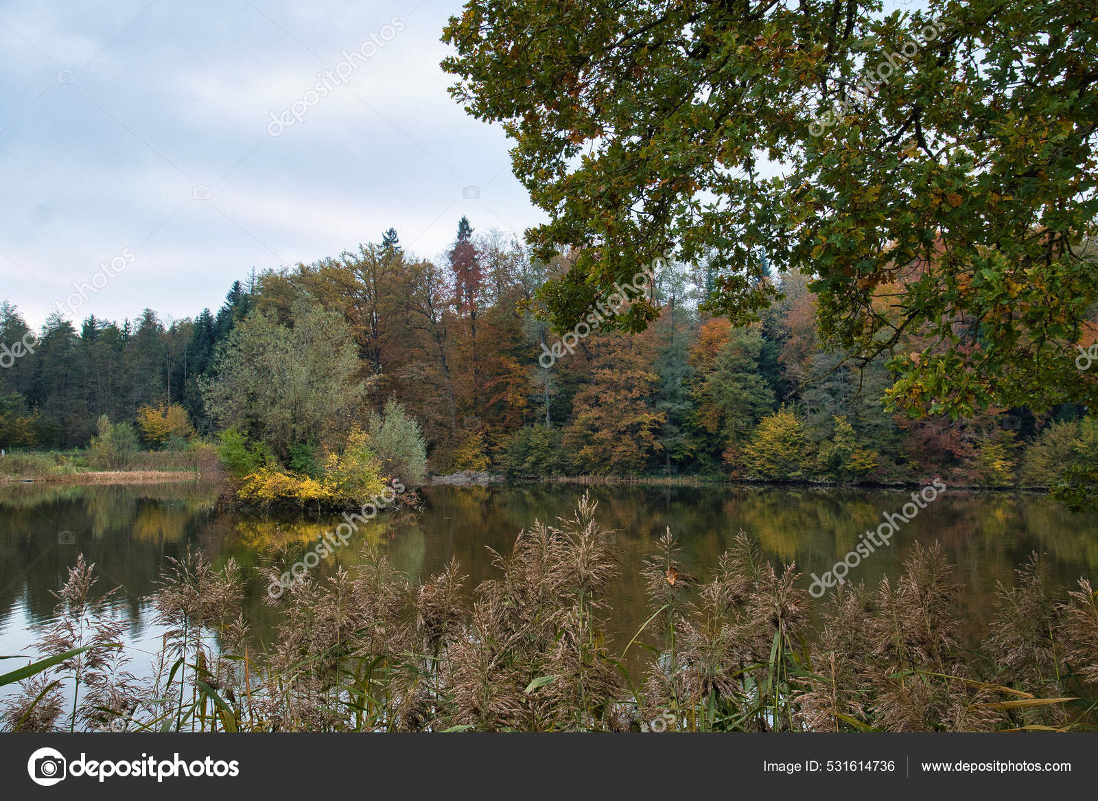 Beautiful Scenery Long Trees Grass Plants Forest Lake Autumn Season ...