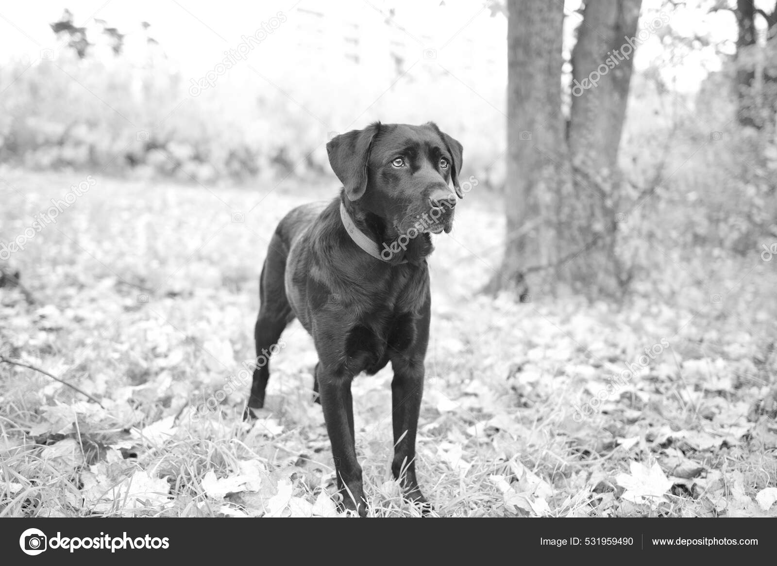 Beautiful Proud Black Labrador Retriever Dog Standing Carpet Autumn ...