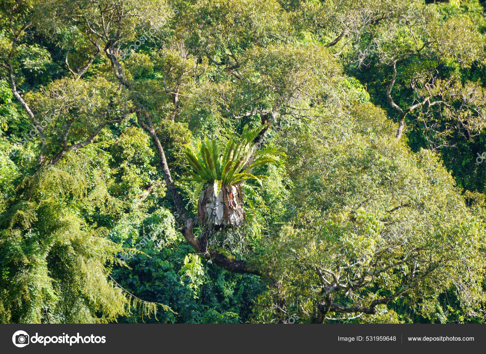 Durian Tree In Rainforest