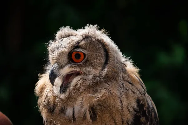 Afrikaanse uil Stock Photos, Royalty Free Afrikaanse uil Images ...