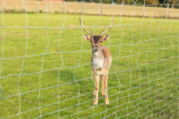 Deer jumping fence Stock Photos, Royalty Free Deer jumping fence Images ...