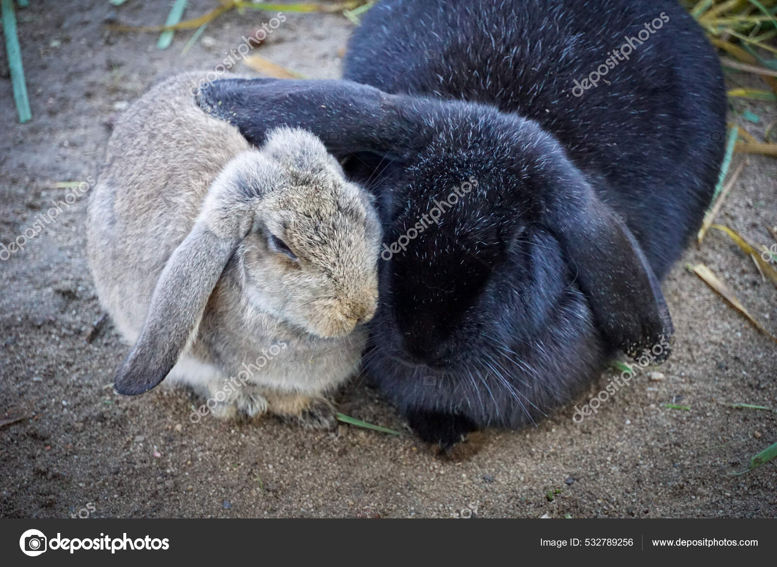 Closeup Shot Two Cute Rabbits — Stock Photo © Wirestock #532789256