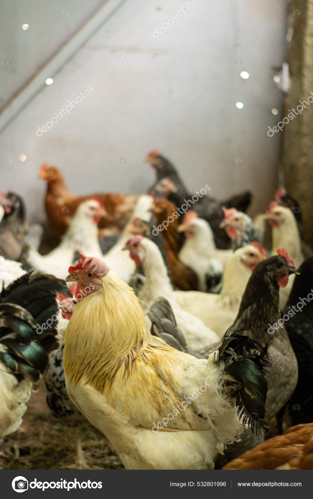 Flock Chickens Pen Farm — Stock Photo © Wirestock #532801996