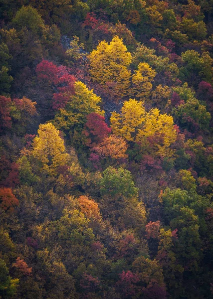 Colorful trees Stock Photos, Royalty Free Colorful trees Images ...