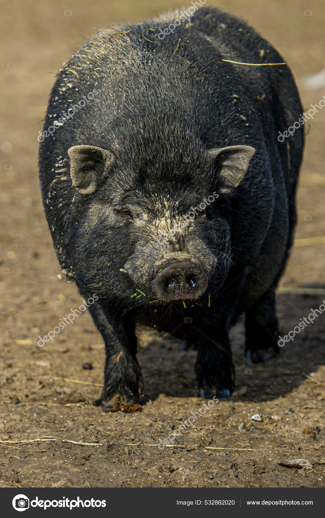 Vertical Shot Black Pig Foraging Field — Stock Photo © Wirestock #532862020