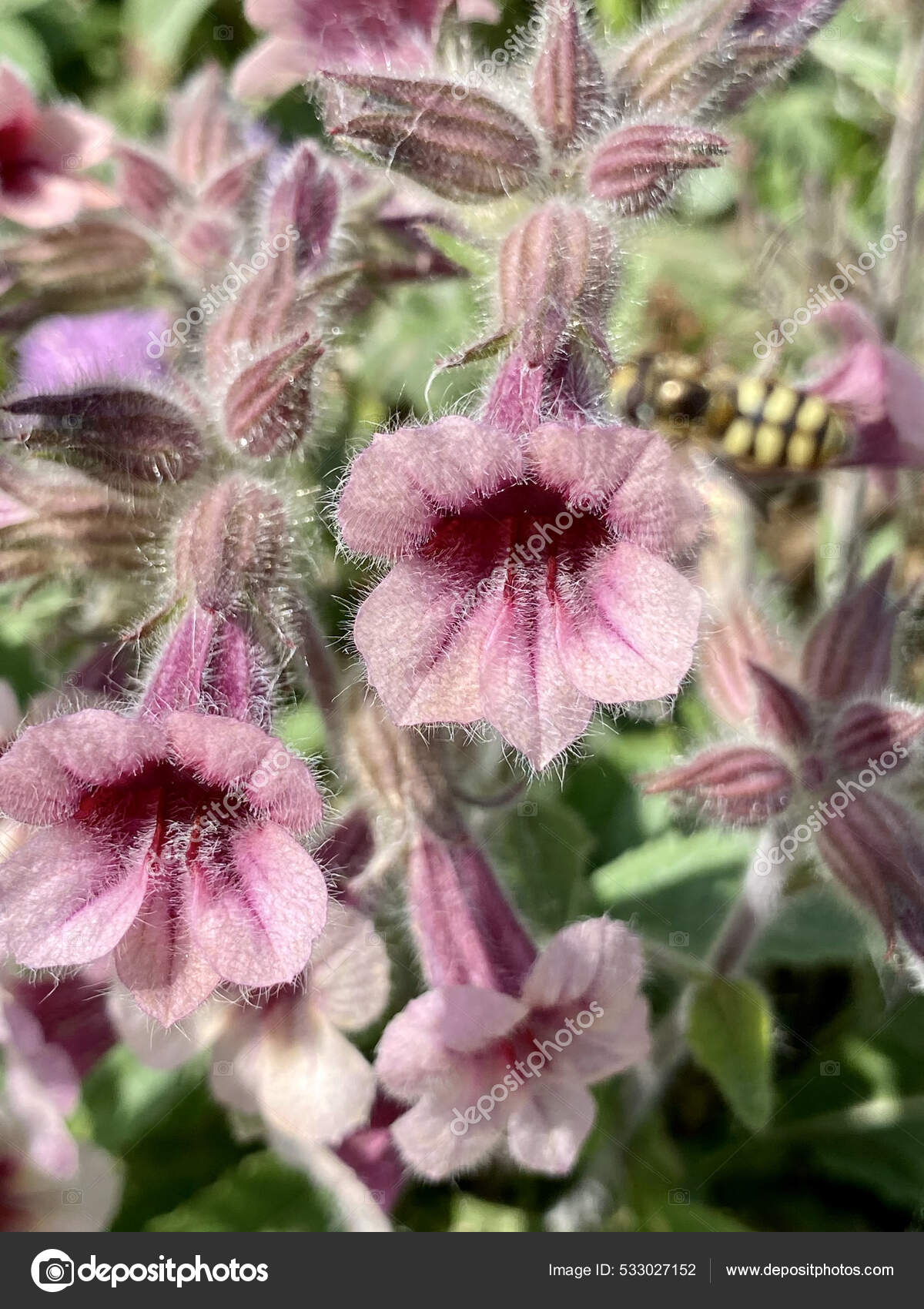 Wild Rehmannia Glutinosa Plants Isolated Traditional Chinese Medicine ...