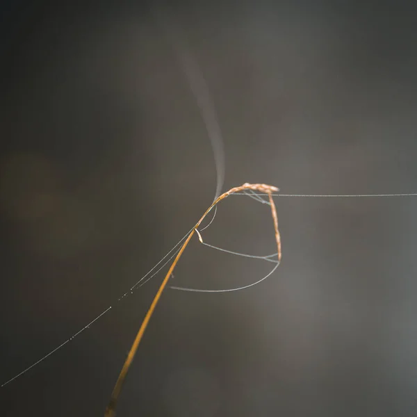 Breaking string Stock Photos, Royalty Free Breaking string Images ...