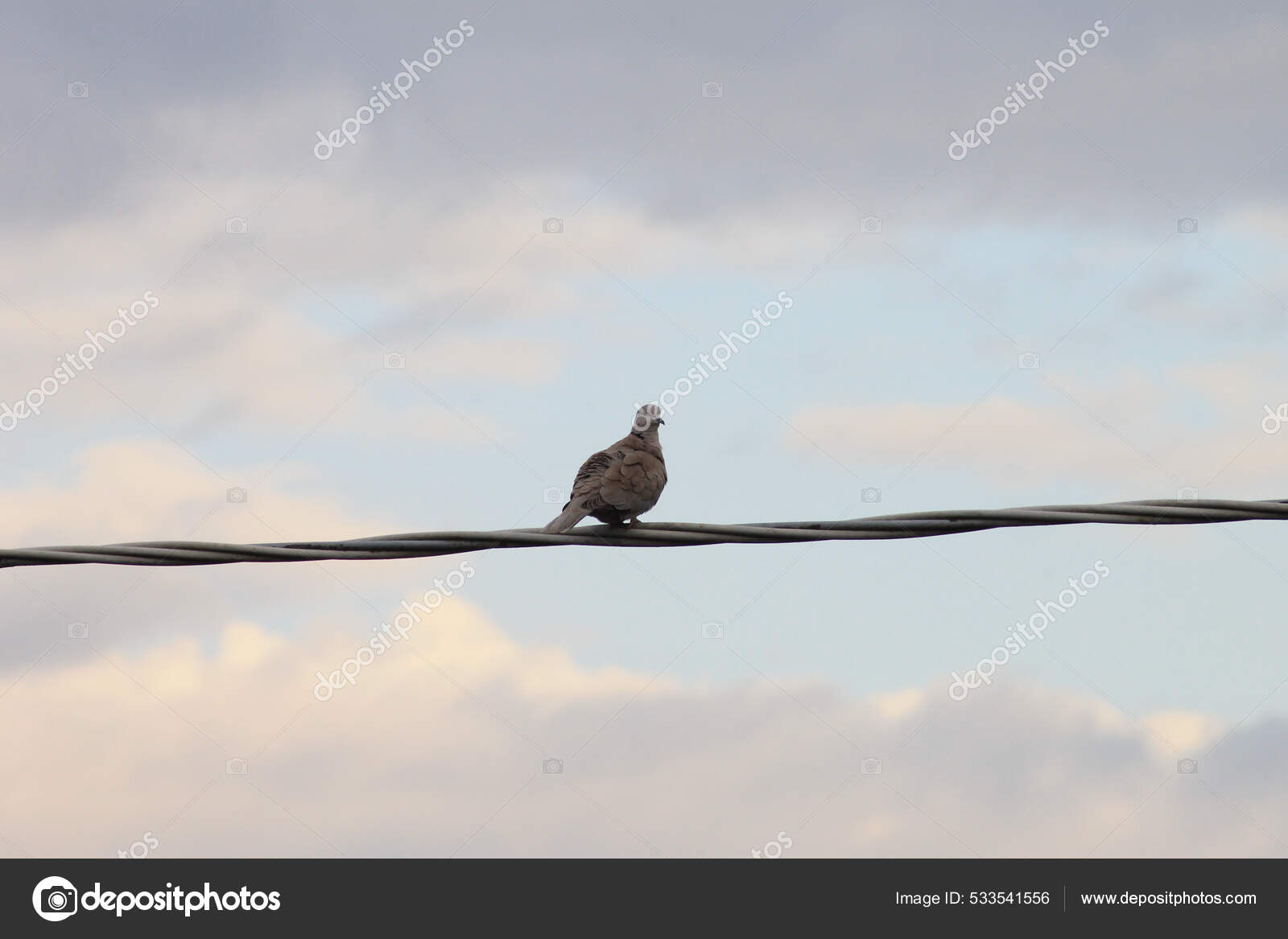 Close Equilibrist Pigeon Telephone Cable Light Blue Sky Stock Photo by ...