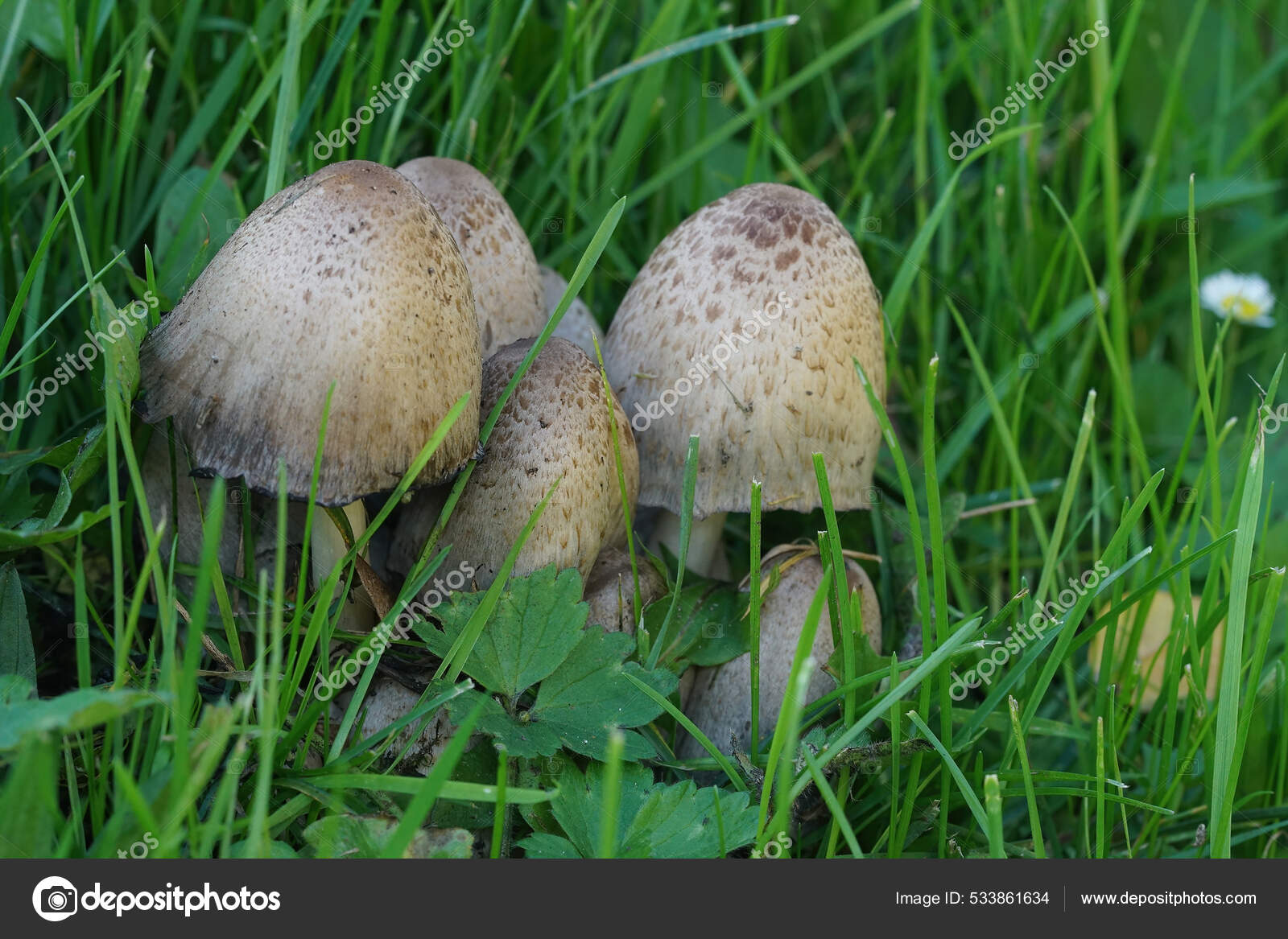 Coprinus Atramentarius