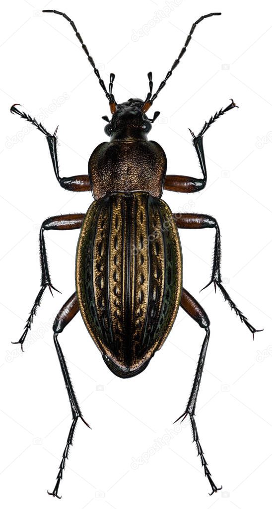 Ground beetle species Carabus cancellatus, trivial name: Granulated Carabid. 2024