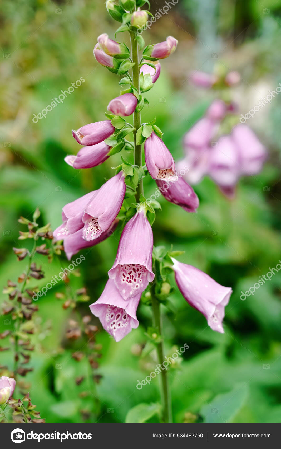 Digitalis Purpurea Leaves