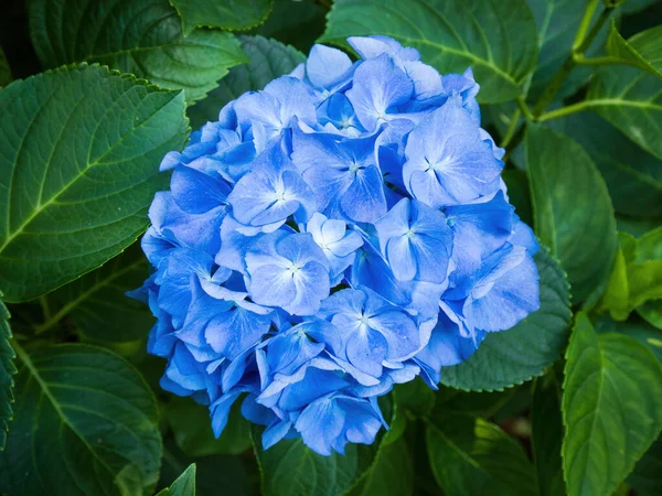 Hydrangea crown Stock Photos, Royalty Free Hydrangea crown Images ...