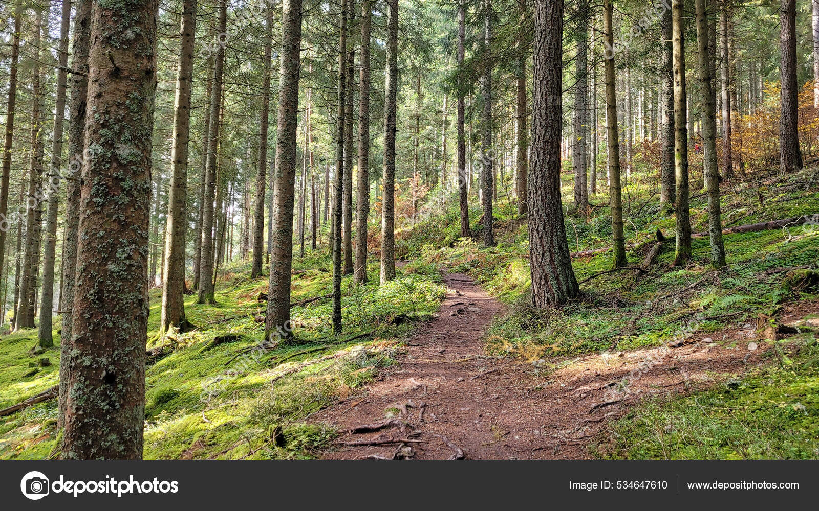Dense Trees Forest — Stock Photo © Wirestock #534647610