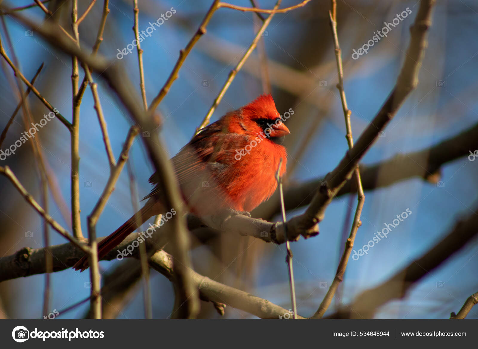 Selective Focus Shot Red Cardinal Bird Perching Branch — Stock Photo ...