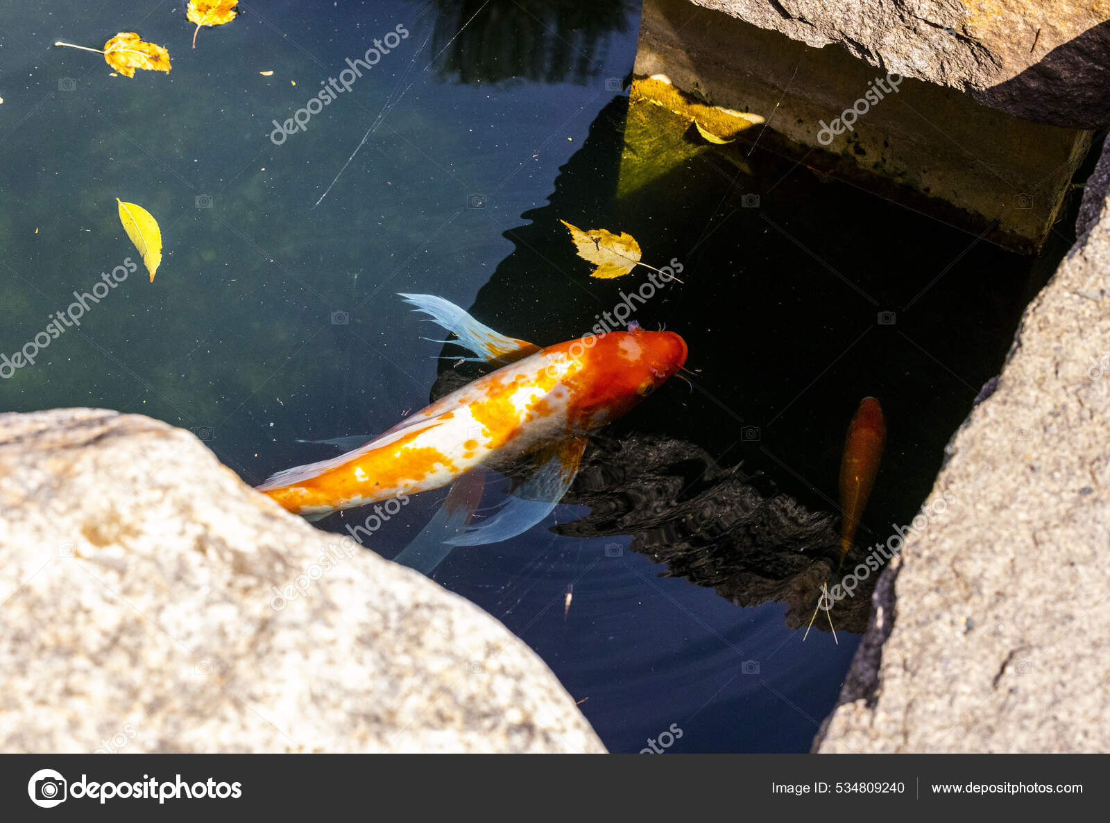 Closeup Orange Koi Fish Swimming Calm Pond Leaves Rocks — Stock Photo ...