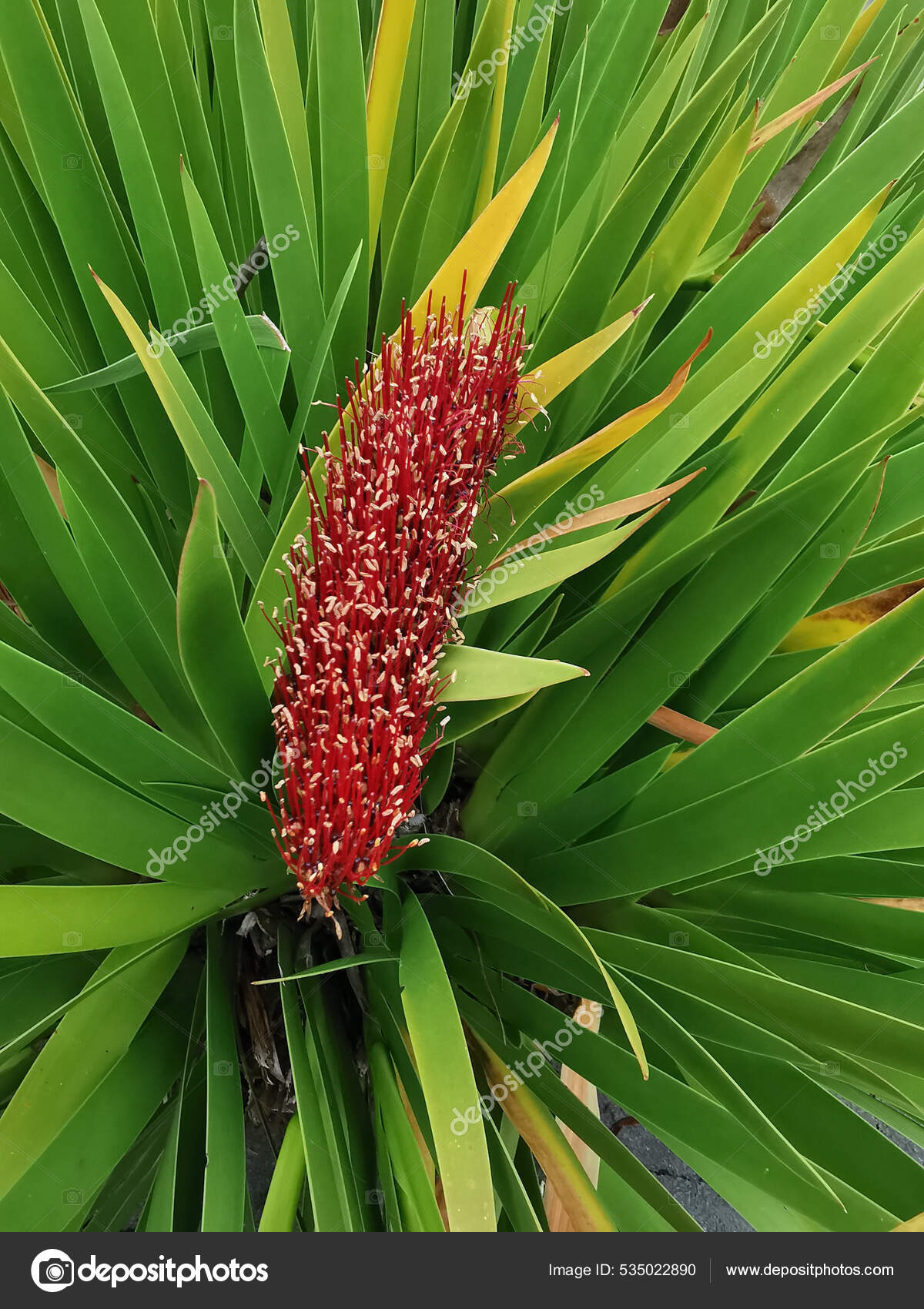 Vertical Shot Xeronema Callistemon Plants Poor Knights Lily — Stock ...