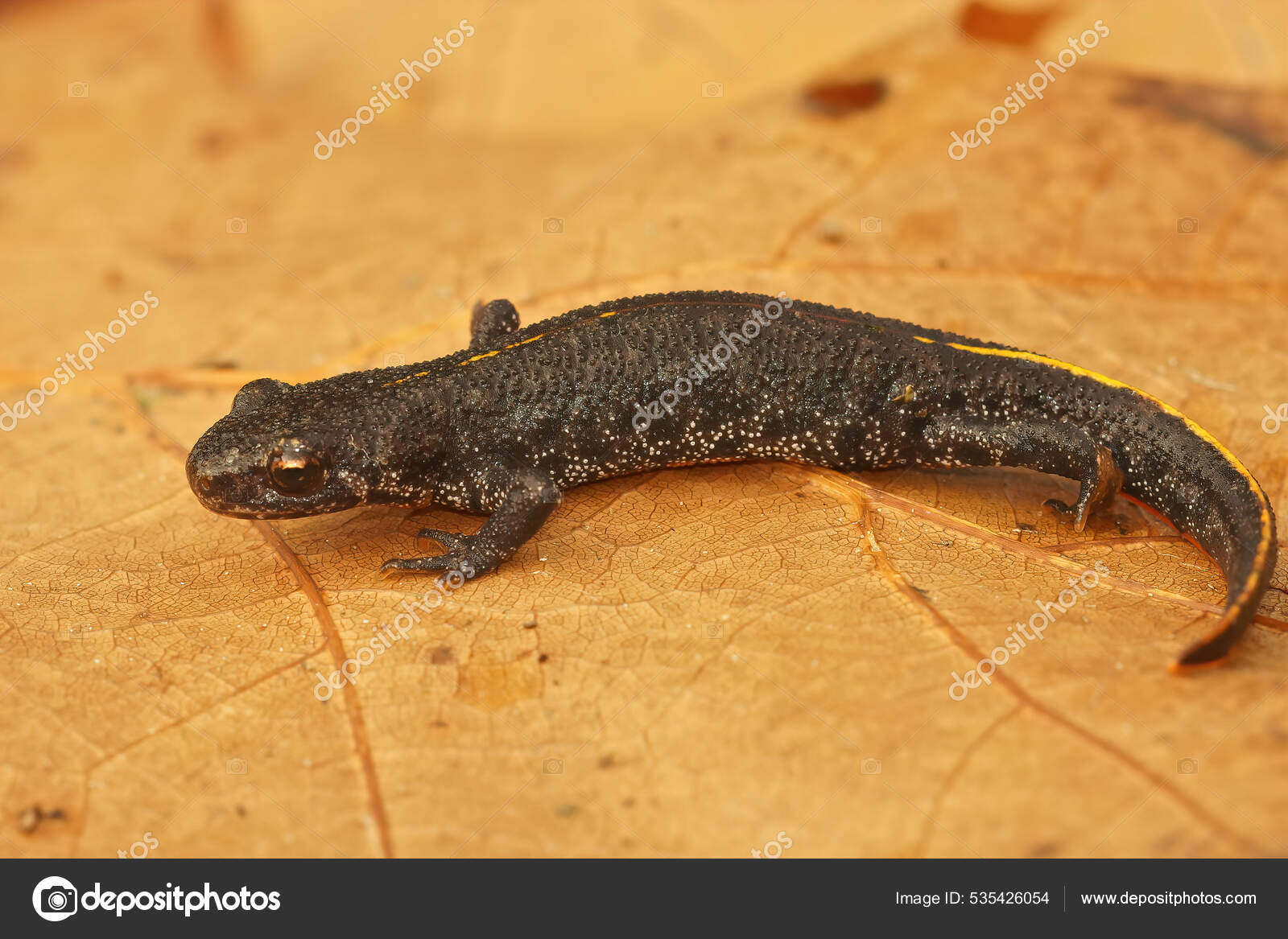 Crested Salamander