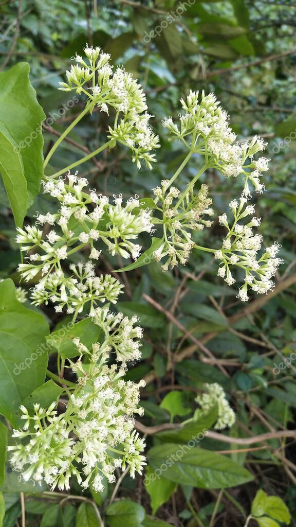 Mikania micrantha es una planta tropical, conocida como vid amarga. Se ...