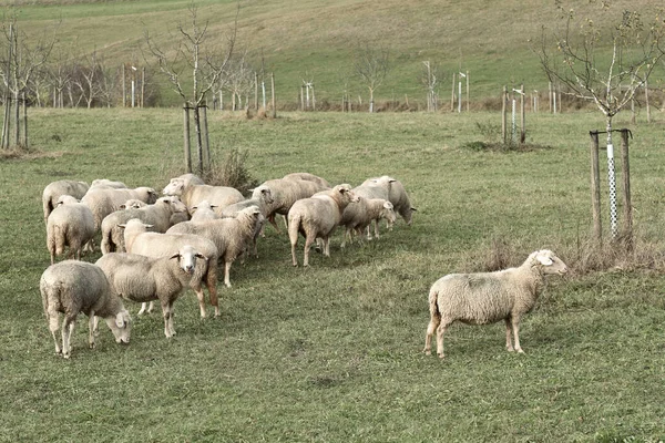 Sheep circuit Stock Photos, Royalty Free Sheep circuit Images ...