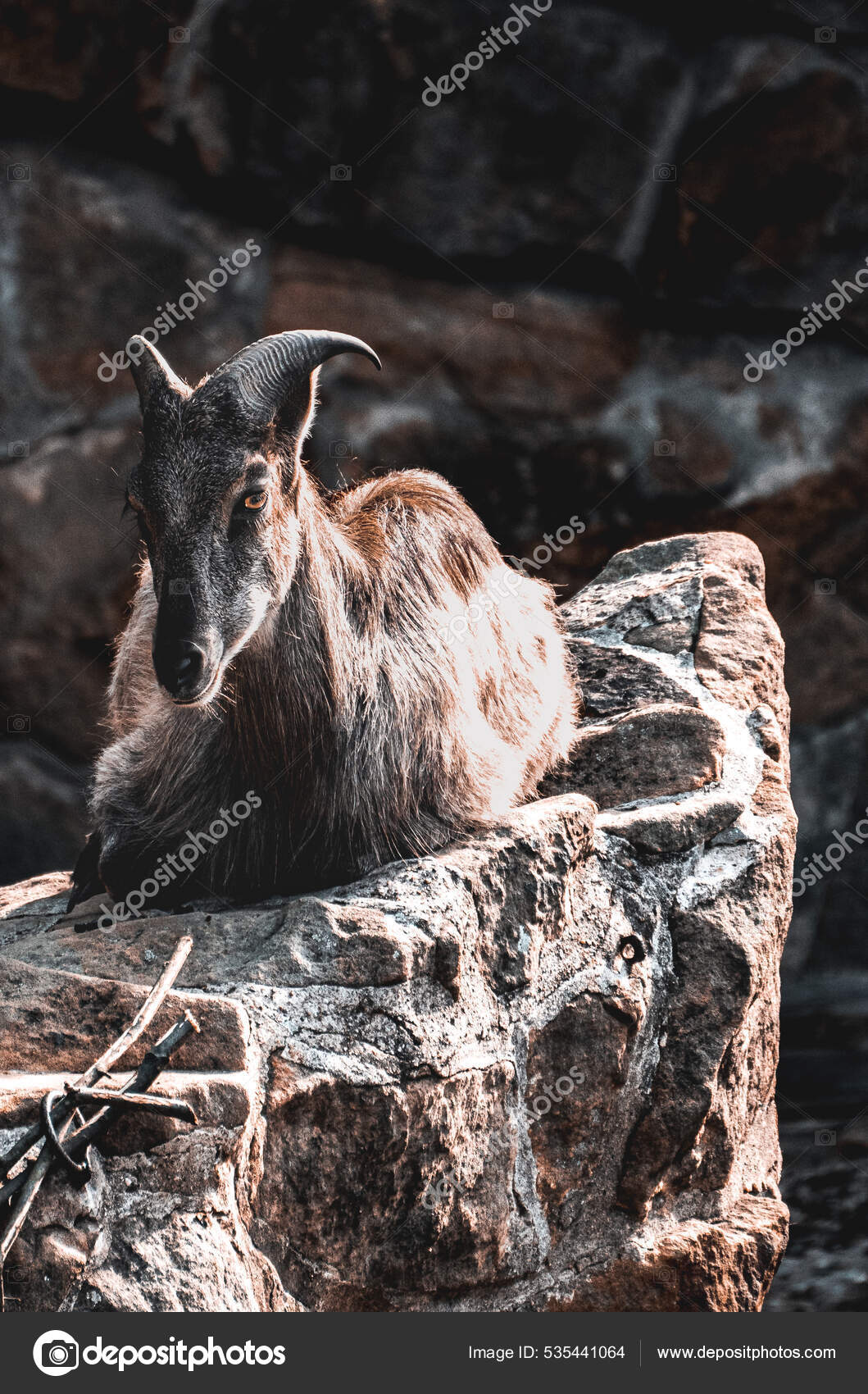 Vertical Shot Brown Goat Lying Stone Ovis Capra — Stock Photo ...