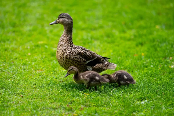 Patitos con madre Stock Photos, Royalty Free Patitos con madre Images | Depositphotos