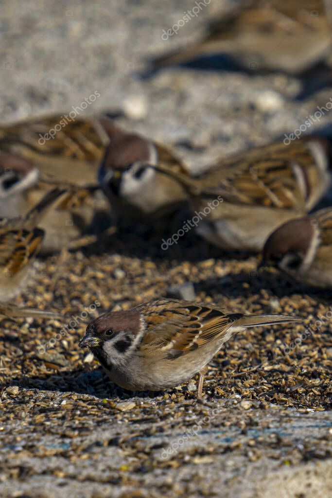 Un primer plano de adorables gorriones de árboles eurasiáticos a la luz ...