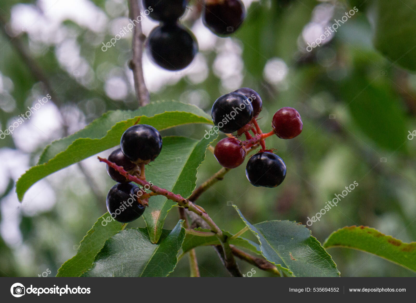 Shallow Focus Blueberry Fruits Tree Blurred Light Background Stock ...