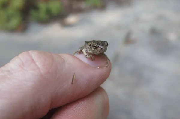 Fotos de Very small frog, Imagens de Very small frog sem royalties ...