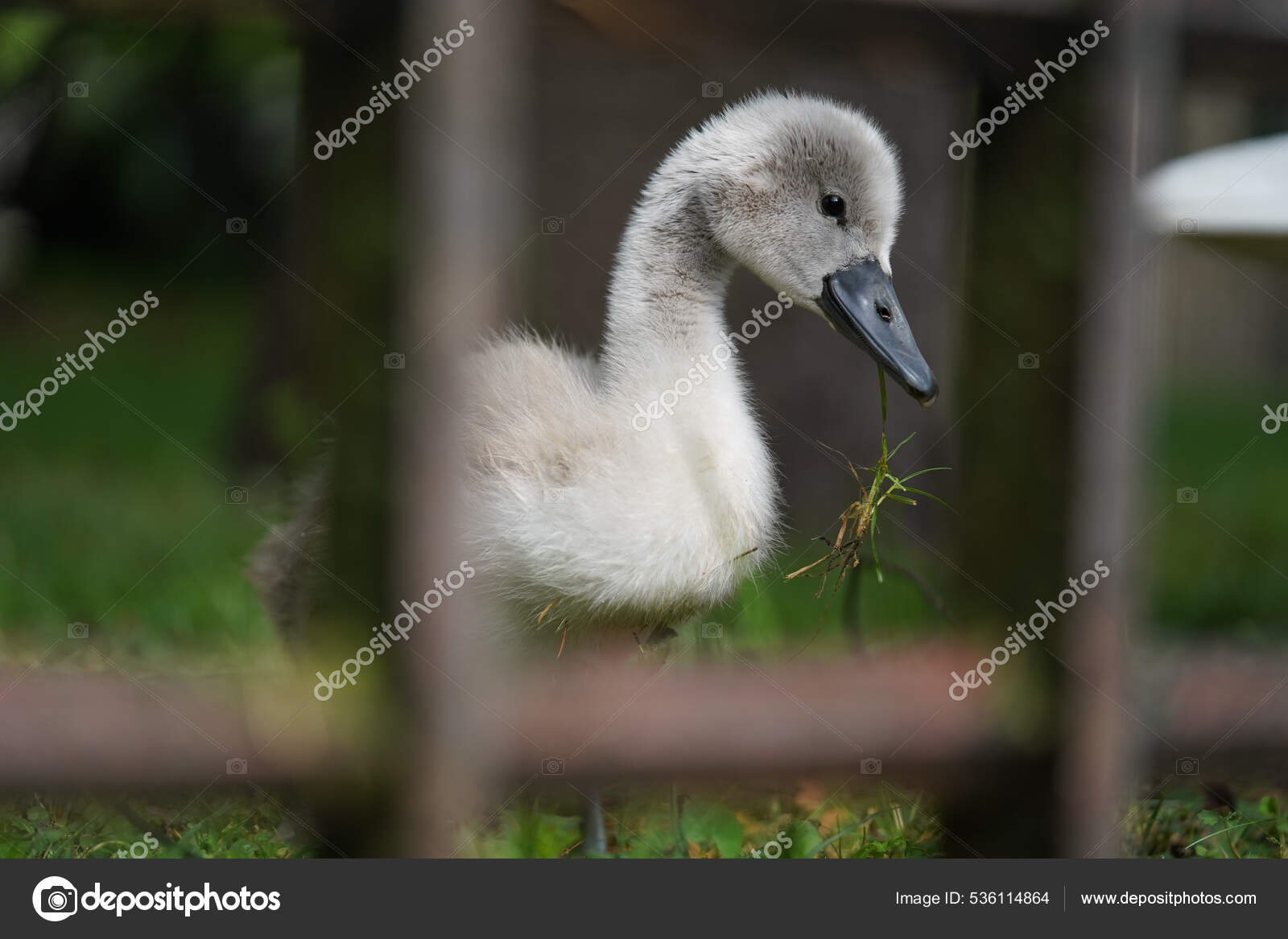 Cute Baby Swan