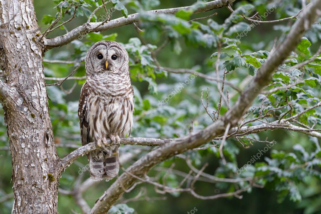 Un primer plano de un búho en el árbol 2025