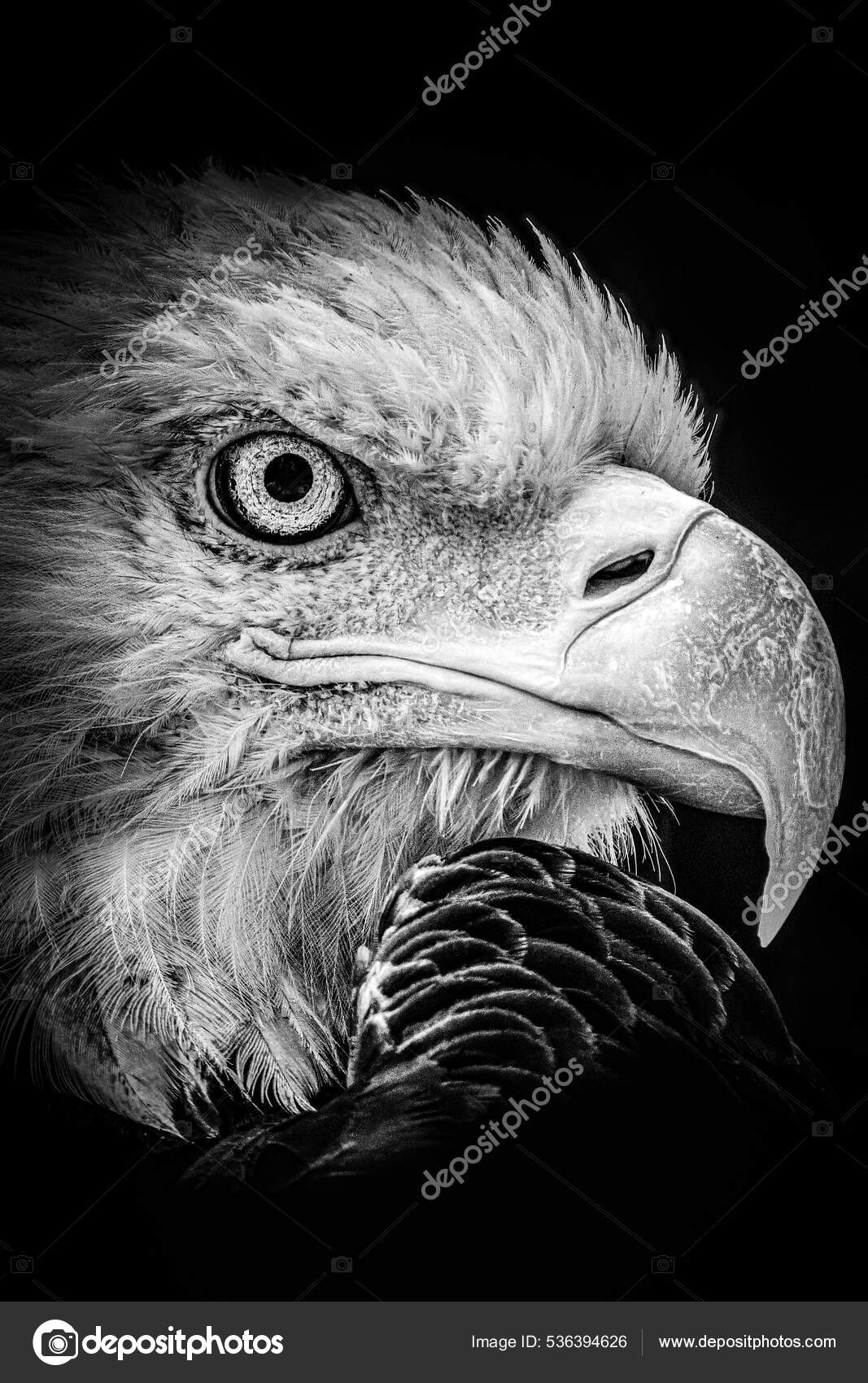 Grayscale Shot Eagle Face Isolated Dark Background — Stock Photo ...