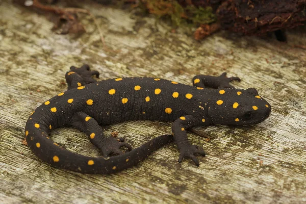 Anatolia newt Stockfotos, lizenzfreie Anatolia newt Bilder | Depositphotos