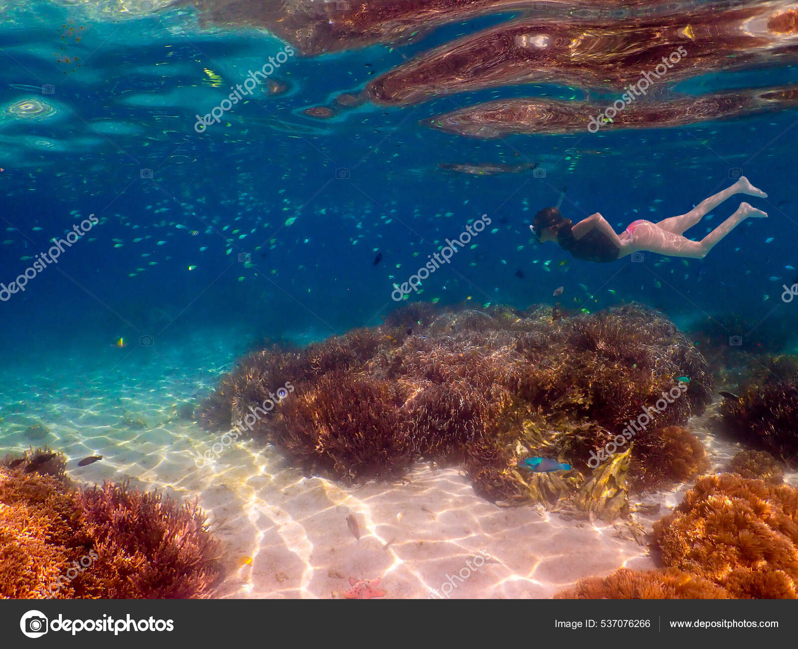 Female Diver Swiming Colorful Fish Coral Reefs Underwater Ocean Stock ...