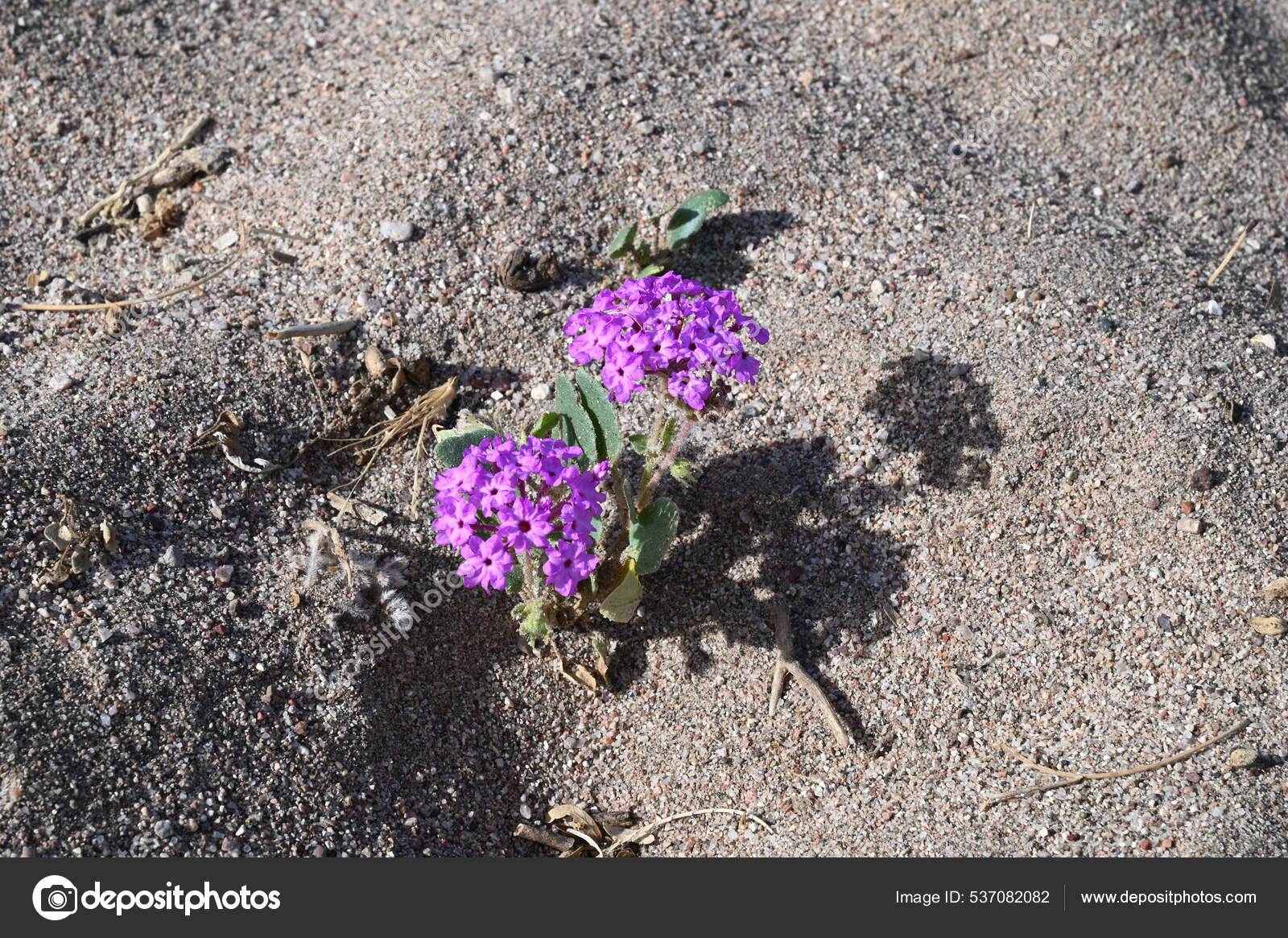 Desert Sand Verbena
