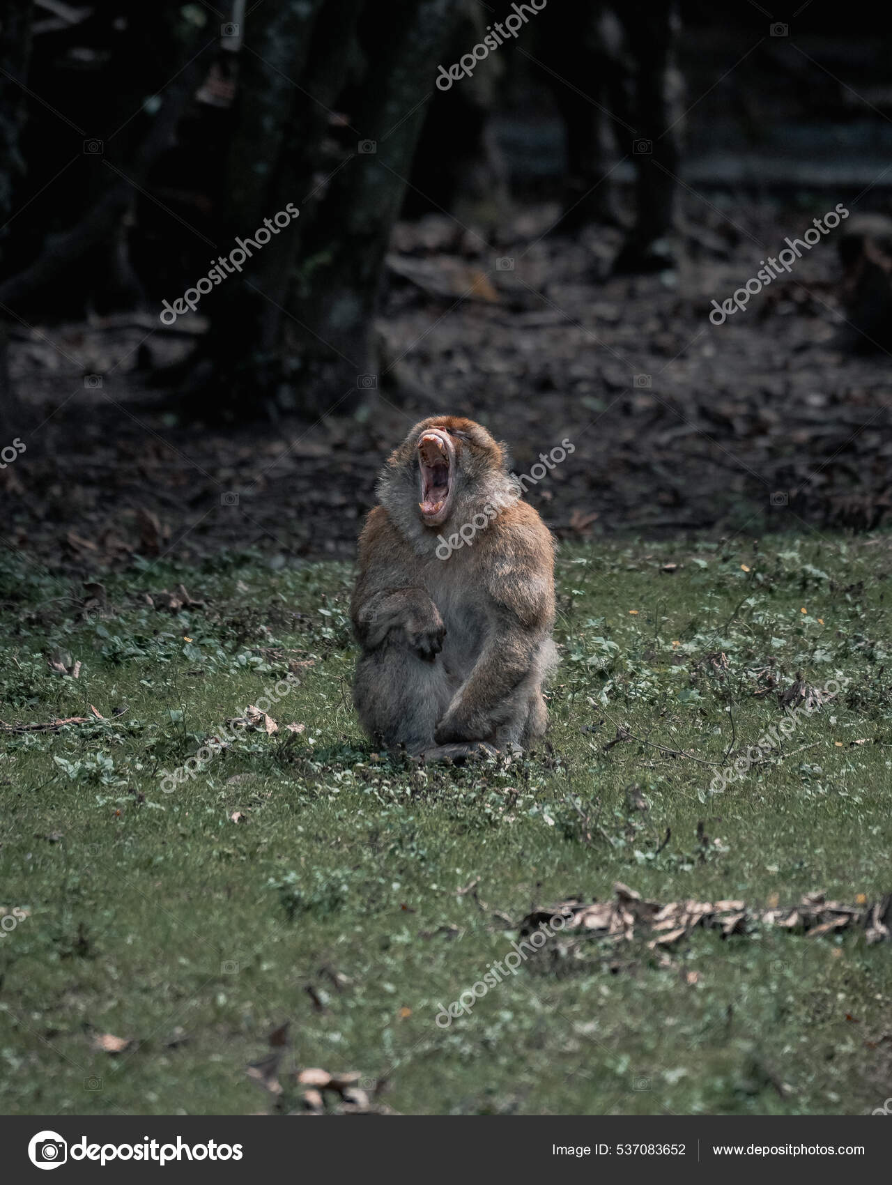 Vertical Shot Cute Monkey Yawning — Stock Photo © Wirestock #537083652