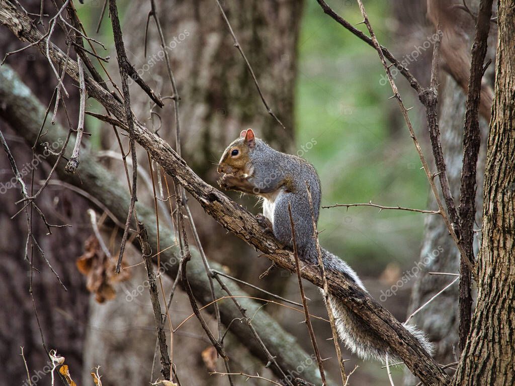 Un primer plano de una ardilla gris norteamericana en un árbol en Ernie ...