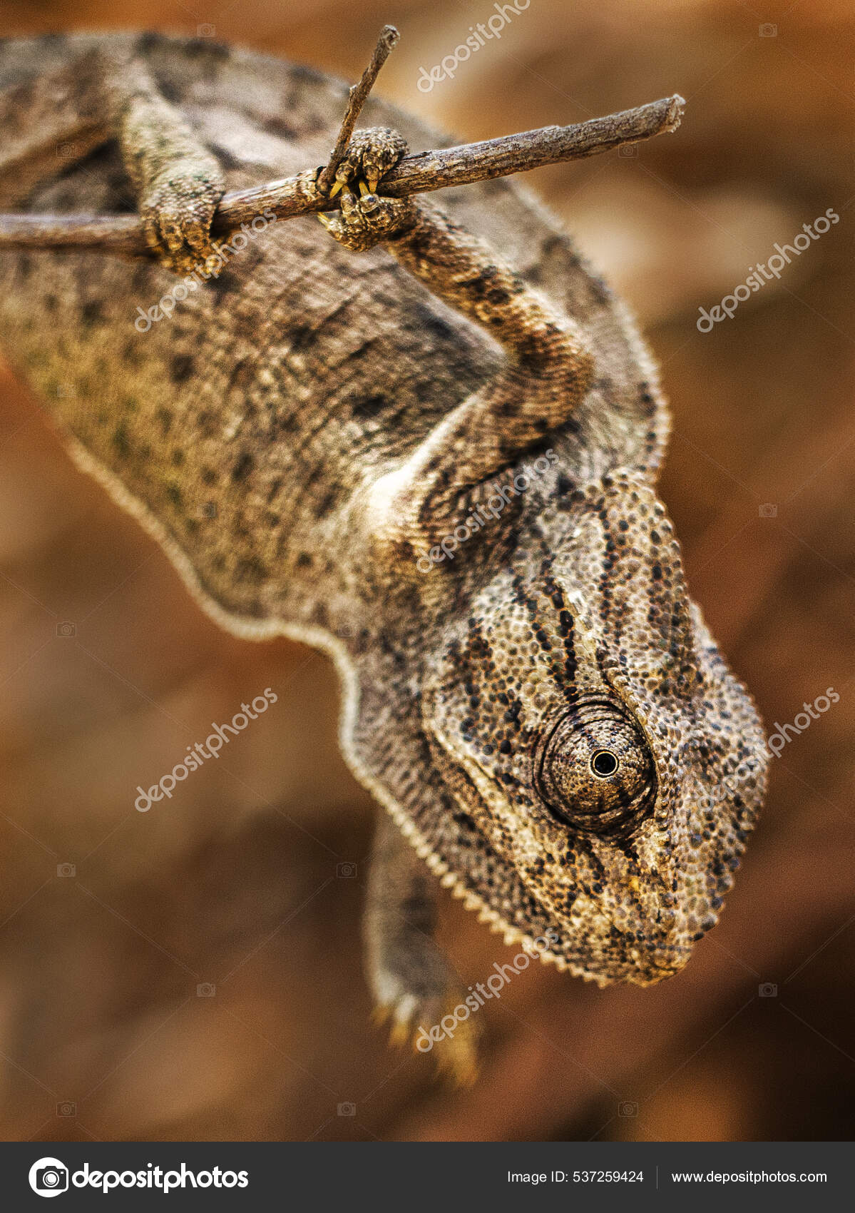 Vertical Closeup Common Chameleon Chamaeleo Chamaeleon — Stock Photo ...