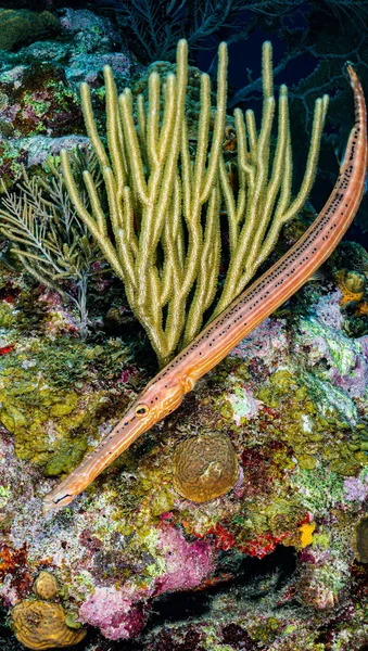 Long bodied fish Pictures, Long bodied fish Stock Photos & Images ...